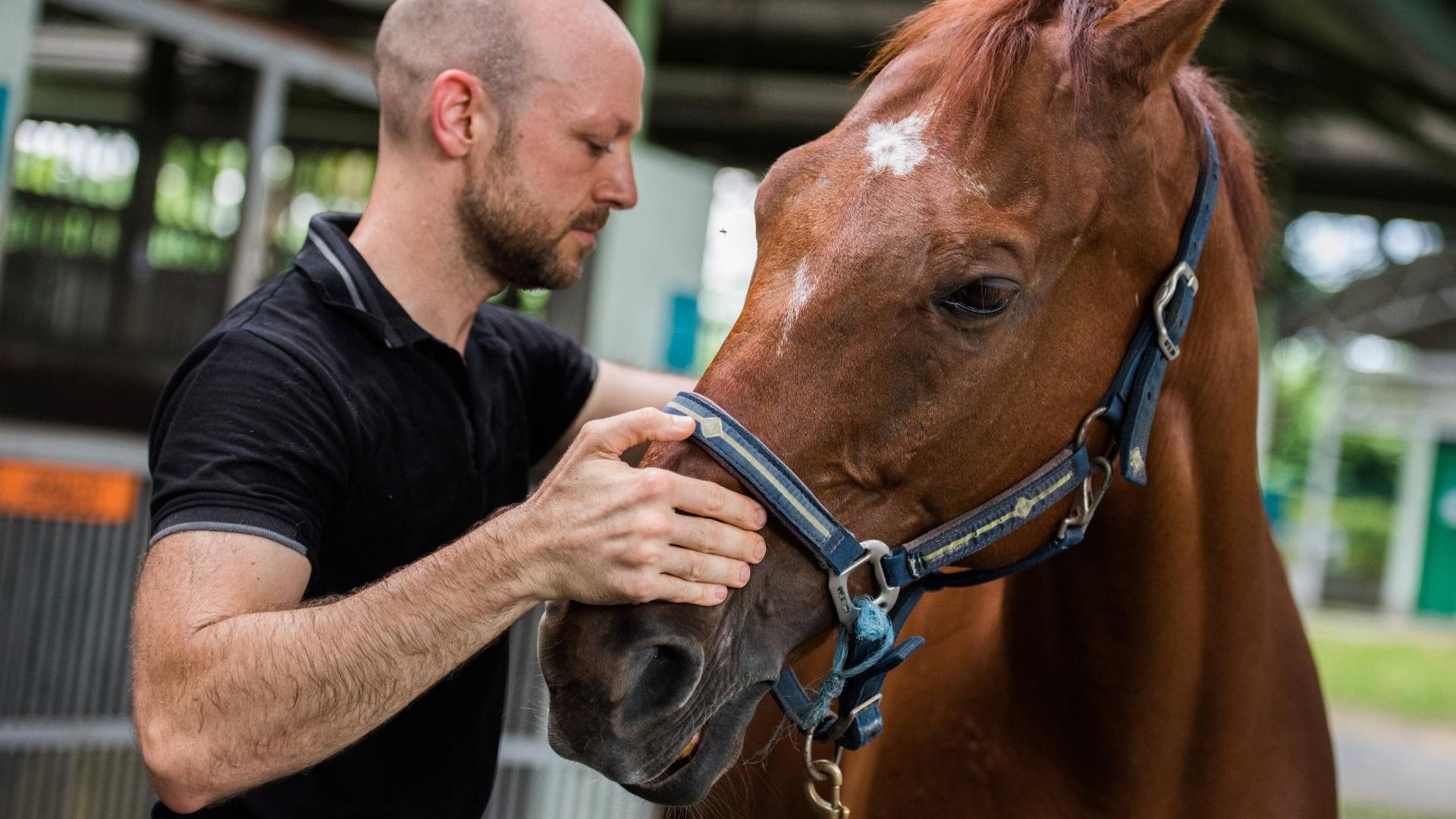 Cantering A Horse: How To Train The Canter - Ridely