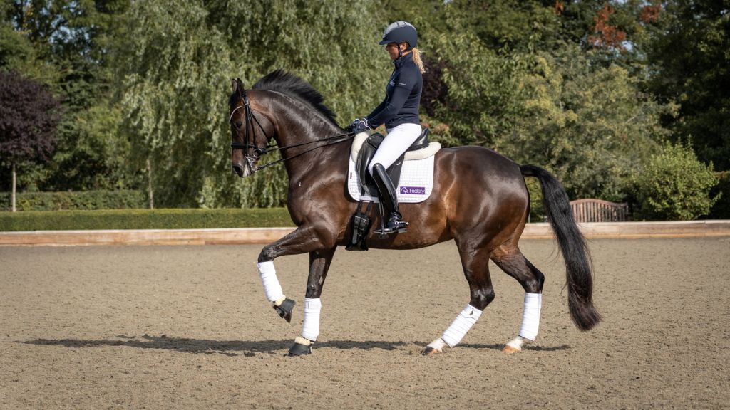 Cantering A Horse: How To Train The Canter - Ridely