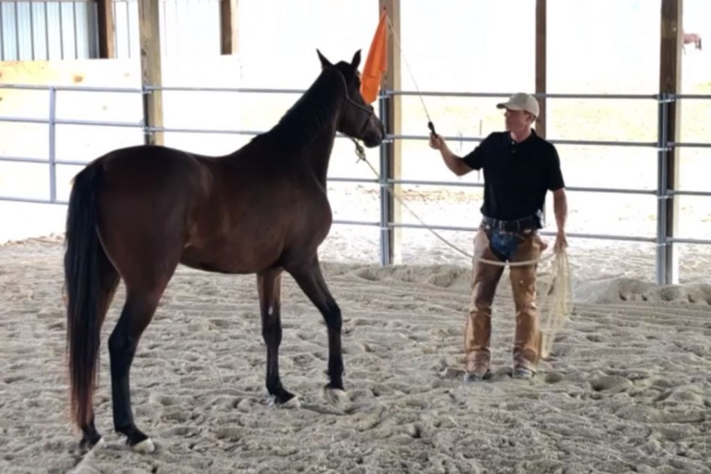 Ridely - The #1 App For Equestrians To Improve Your Riding