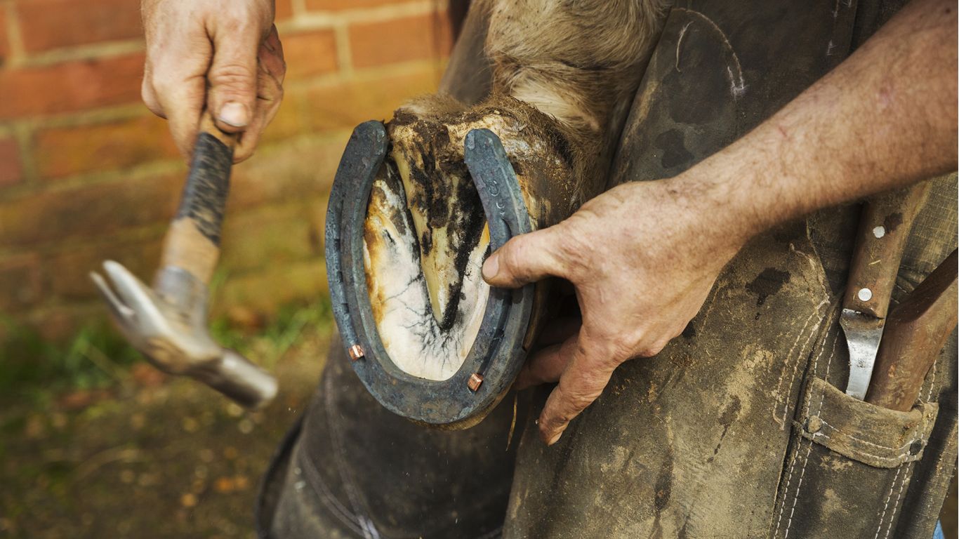 Caring for Your Horses’ Feet: An Essential Guide to Hoof Care - Ridely