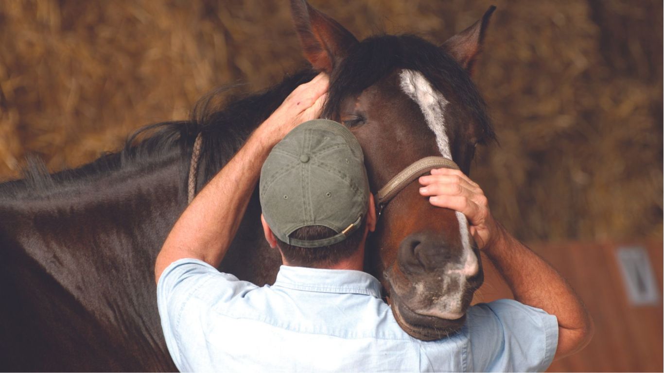 Supporting The Physical and Mental Wellbeing of Your Horse: The ...