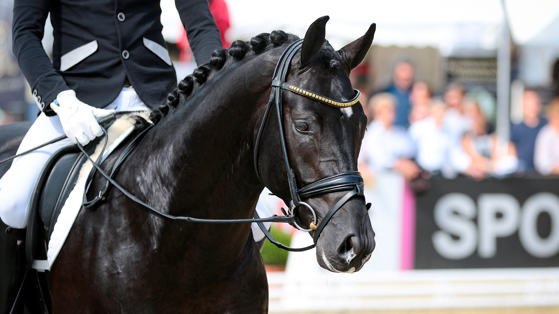 What is a Half Halt and How to use it? - Ridely