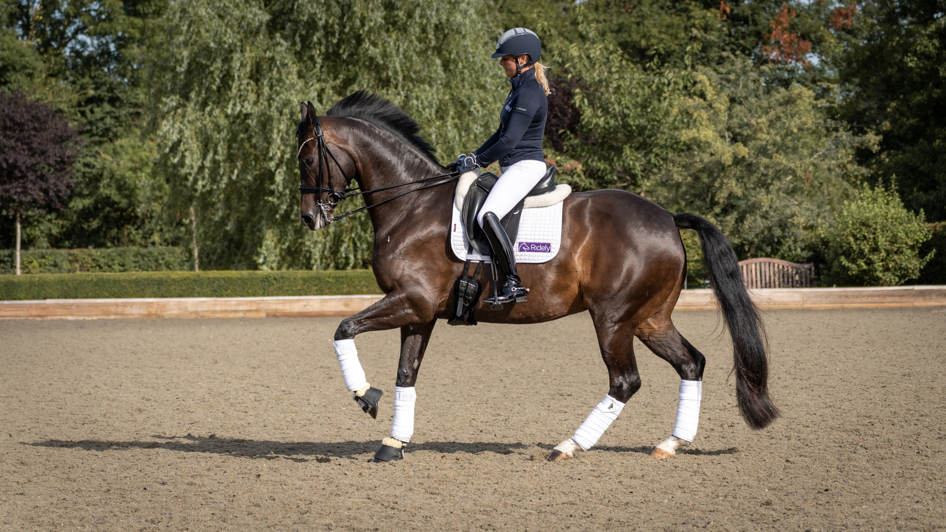Cantering A Horse: How To Train The Canter - Ridely