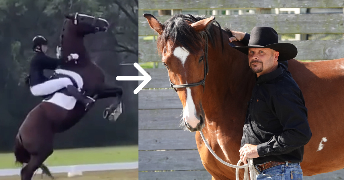 How to Help Your Rearing Horse - Ridely