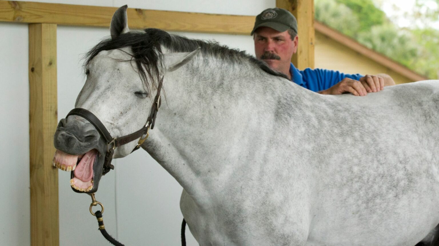 Supporting The Physical and Mental Wellbeing of Your Horse: The ...