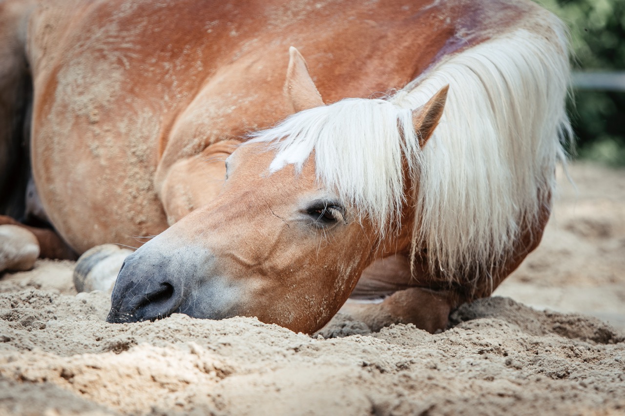What is Colic in Horses? Signs, and How to Prevent it - Ridely