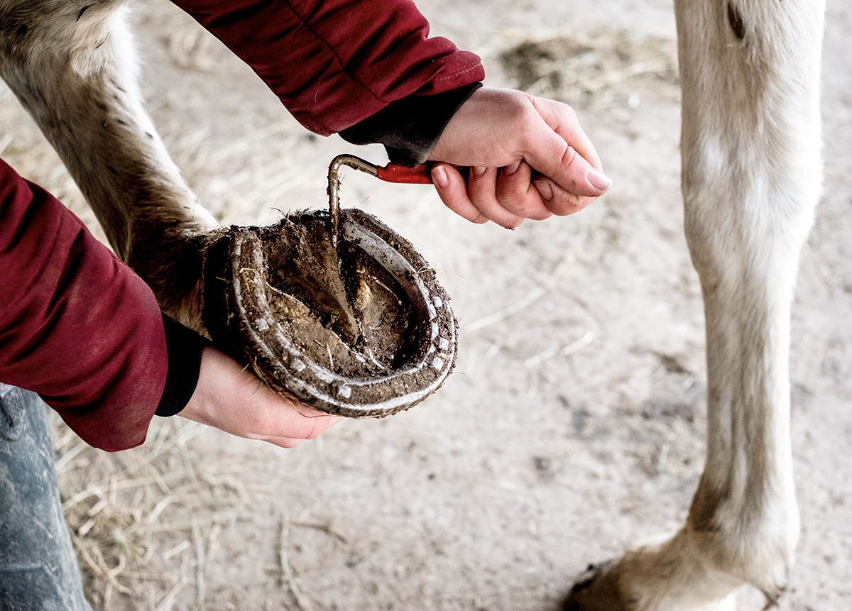 Daily Health Checks for Your Horse: Healthy, Happy and Thriving Horses - Ridely