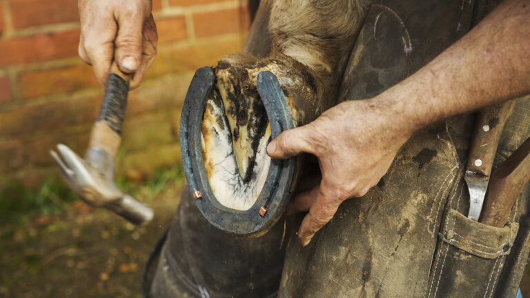 Lameness in Horses: Causes, Signs and Prevention - Ridely